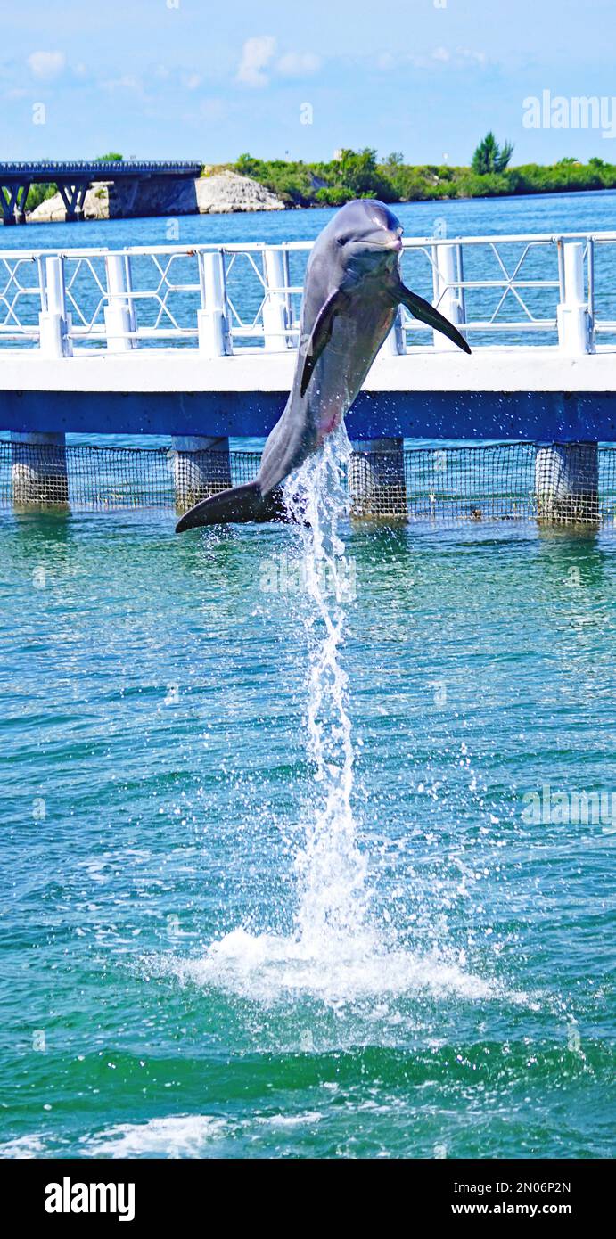 Dolphinarium in Cayo Santa María in the Caribbean, Republic of Cuba ...
