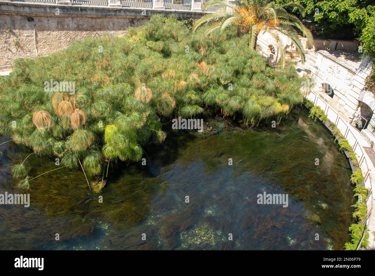 The Fonte Aretusa is an old spring that surfaces in Ortigia, a few ...