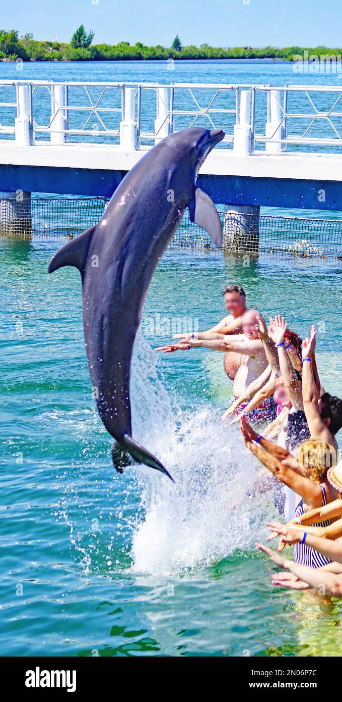 Dolphinarium in Cayo Santa María in the Caribbean, Republic of Cuba ...