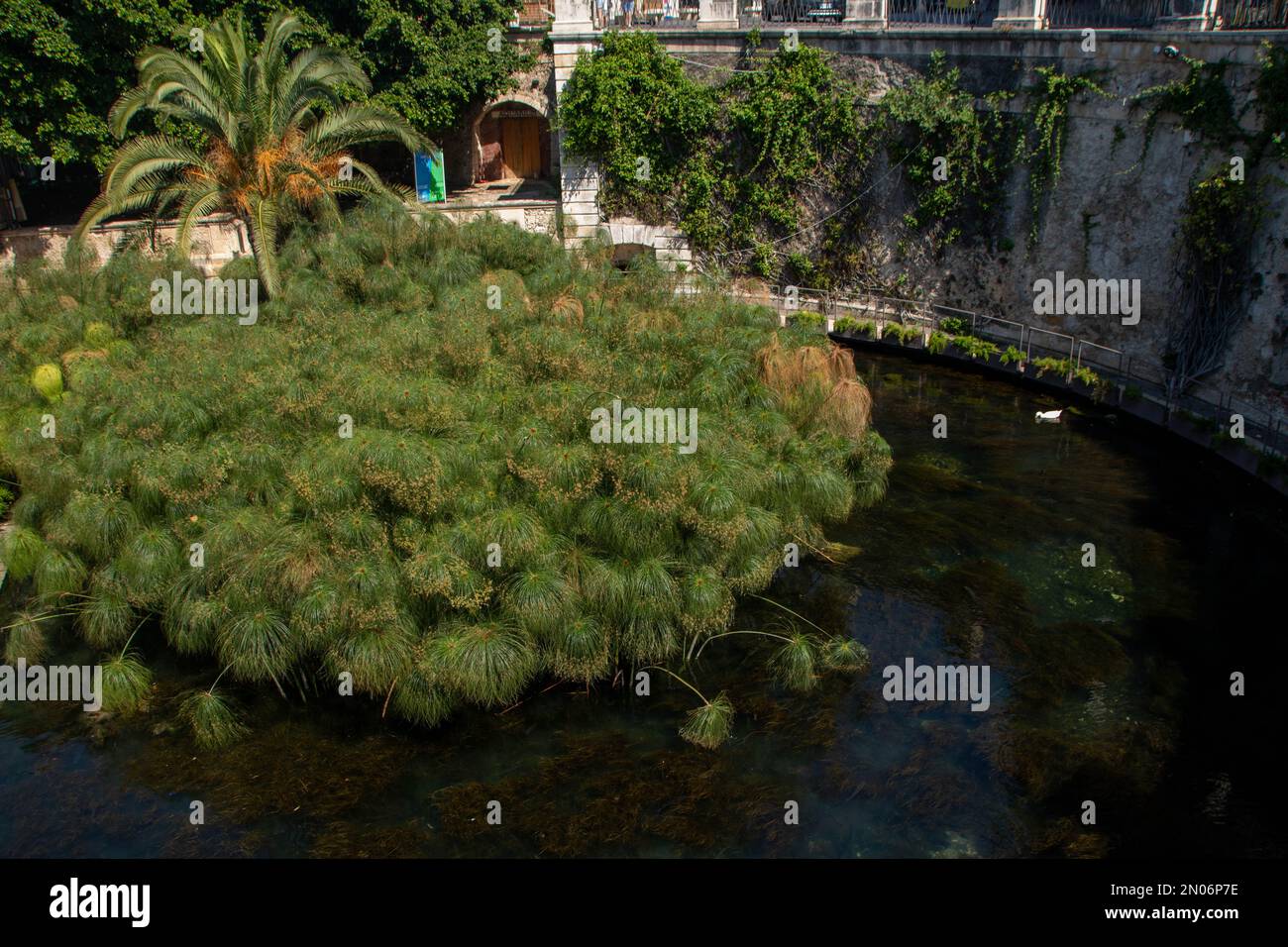 The Fonte Aretusa is an old spring that surfaces in Ortigia, a few ...