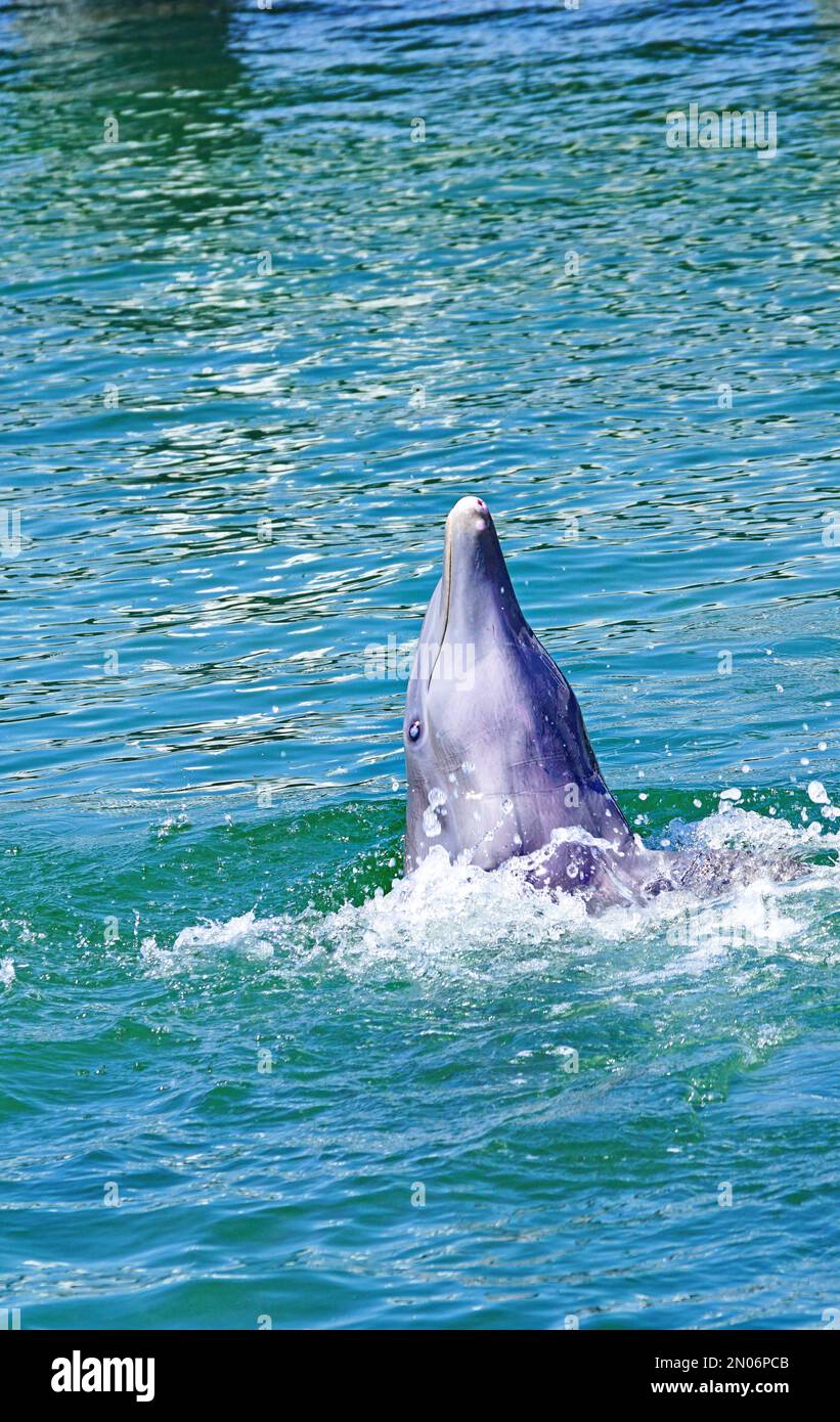 Dolphinarium in Cayo Santa María in the Caribbean, Republic of Cuba ...
