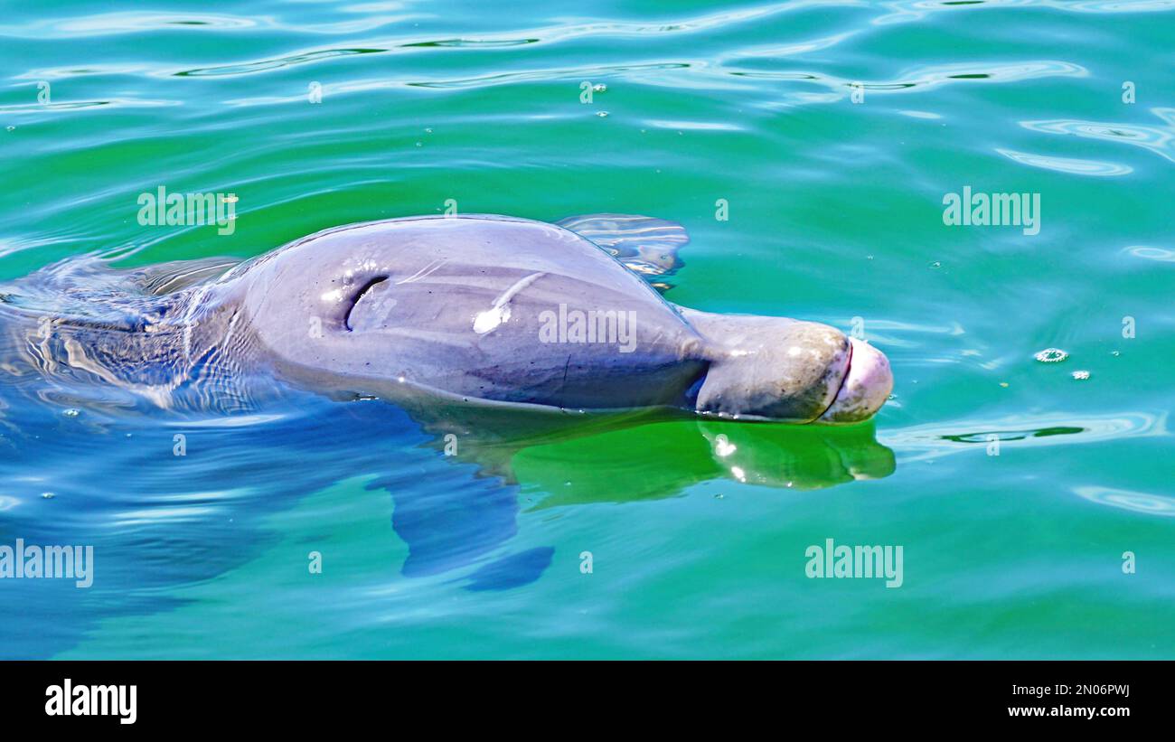 Dolphinarium in Cayo Santa María in the Caribbean, Republic of Cuba ...