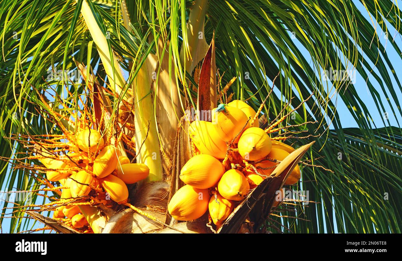 Coconut palm tree with green lizard in some gardens of Havana in the ...