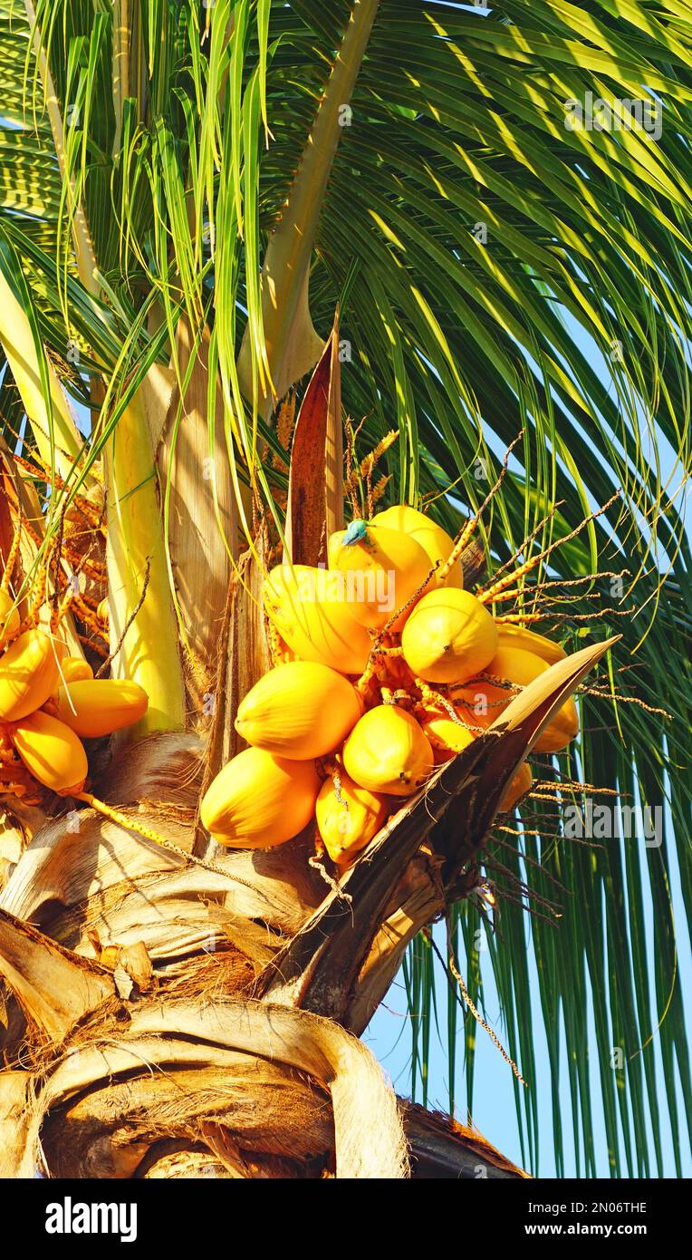 Coconut palm tree with green lizard in some gardens of Havana in the ...