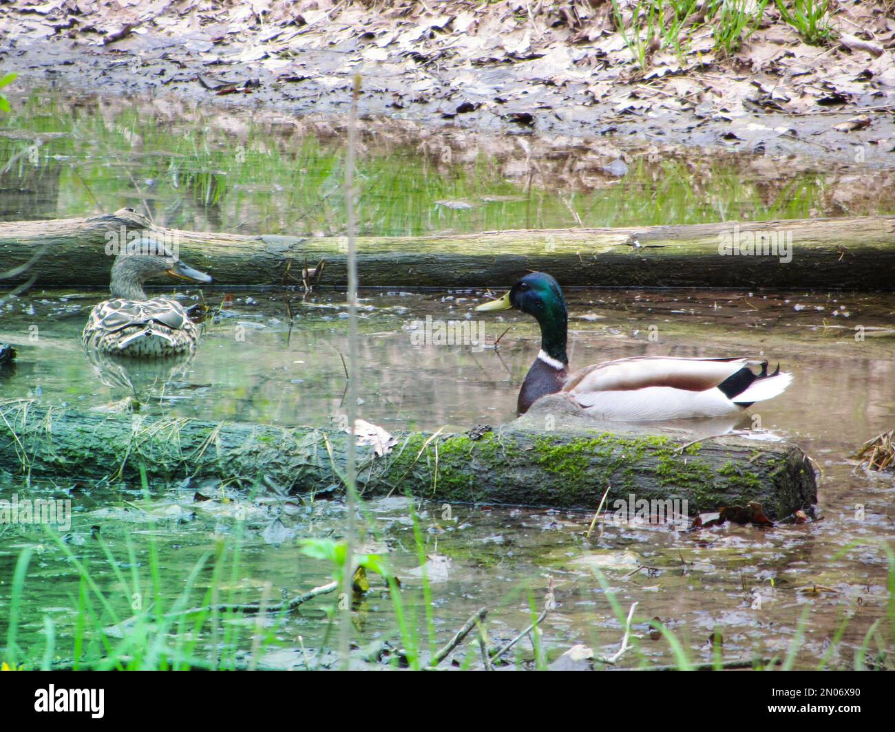 Duck on a pond. Male and female mallard duck swimming on a pond with ...