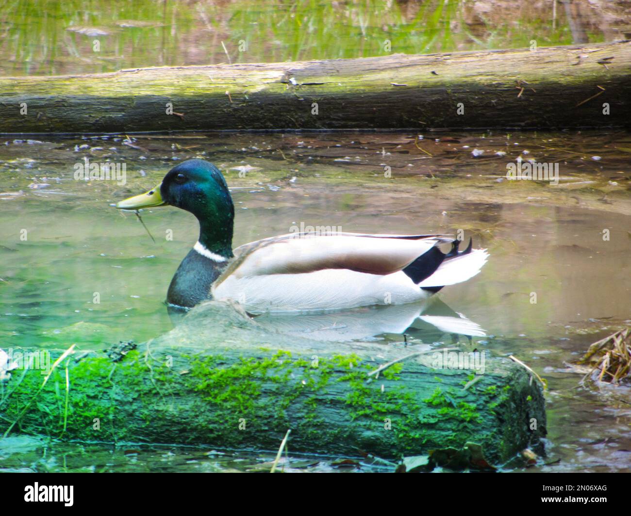 Duck on a pond. Male and female mallard duck swimming on a pond with ...