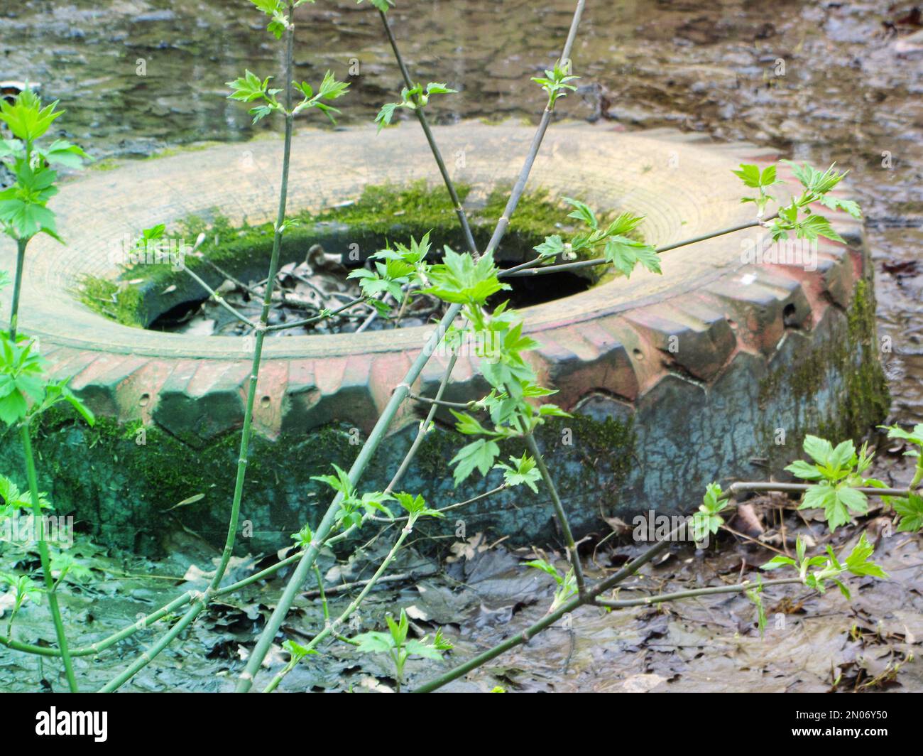 Trash in nature. Old truck tyre discarded in a forest covered in moss. Pollution and a bad ...