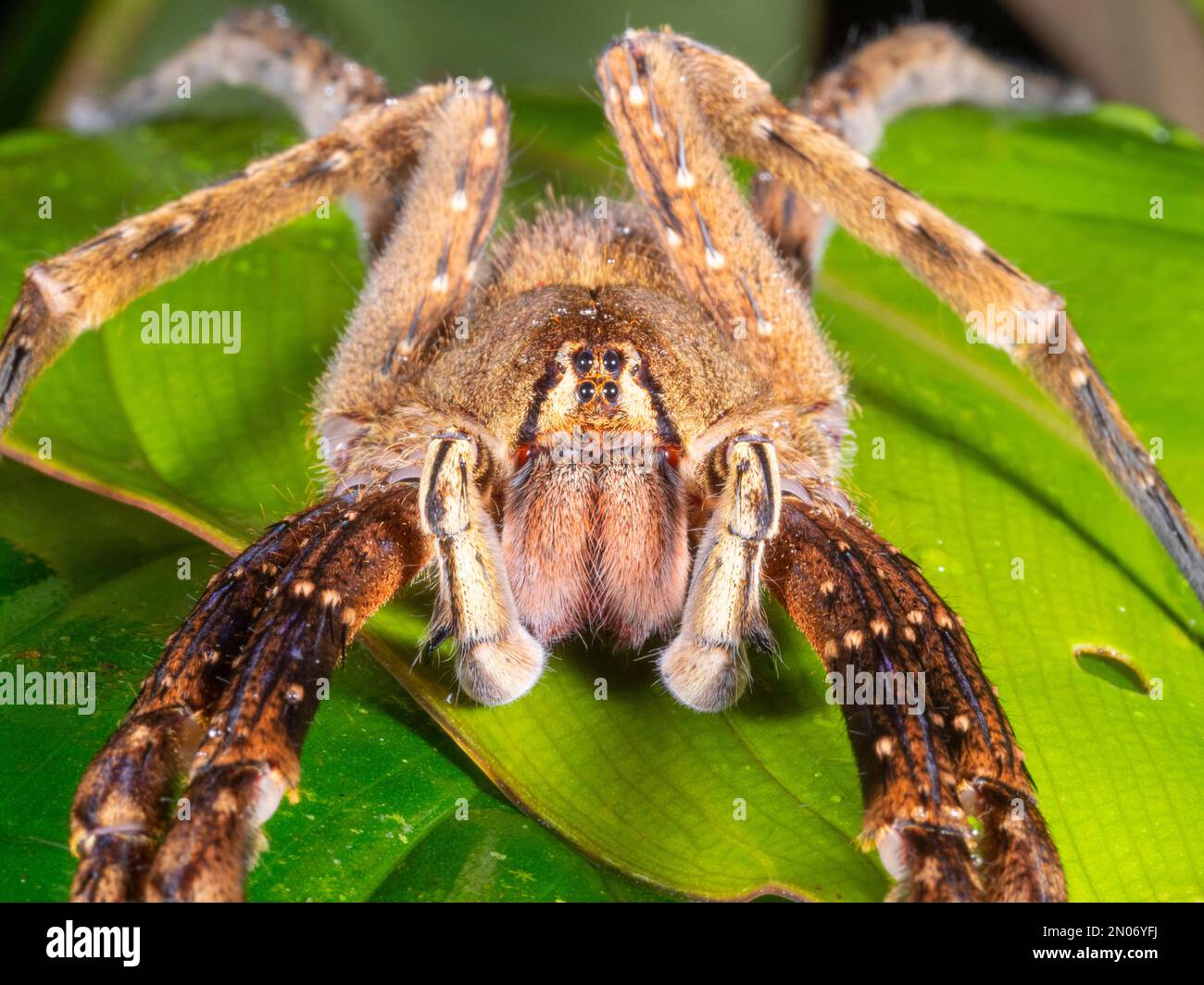The highly venomous Brazilian Wandering Spider (Phoneutria fera), colse ...