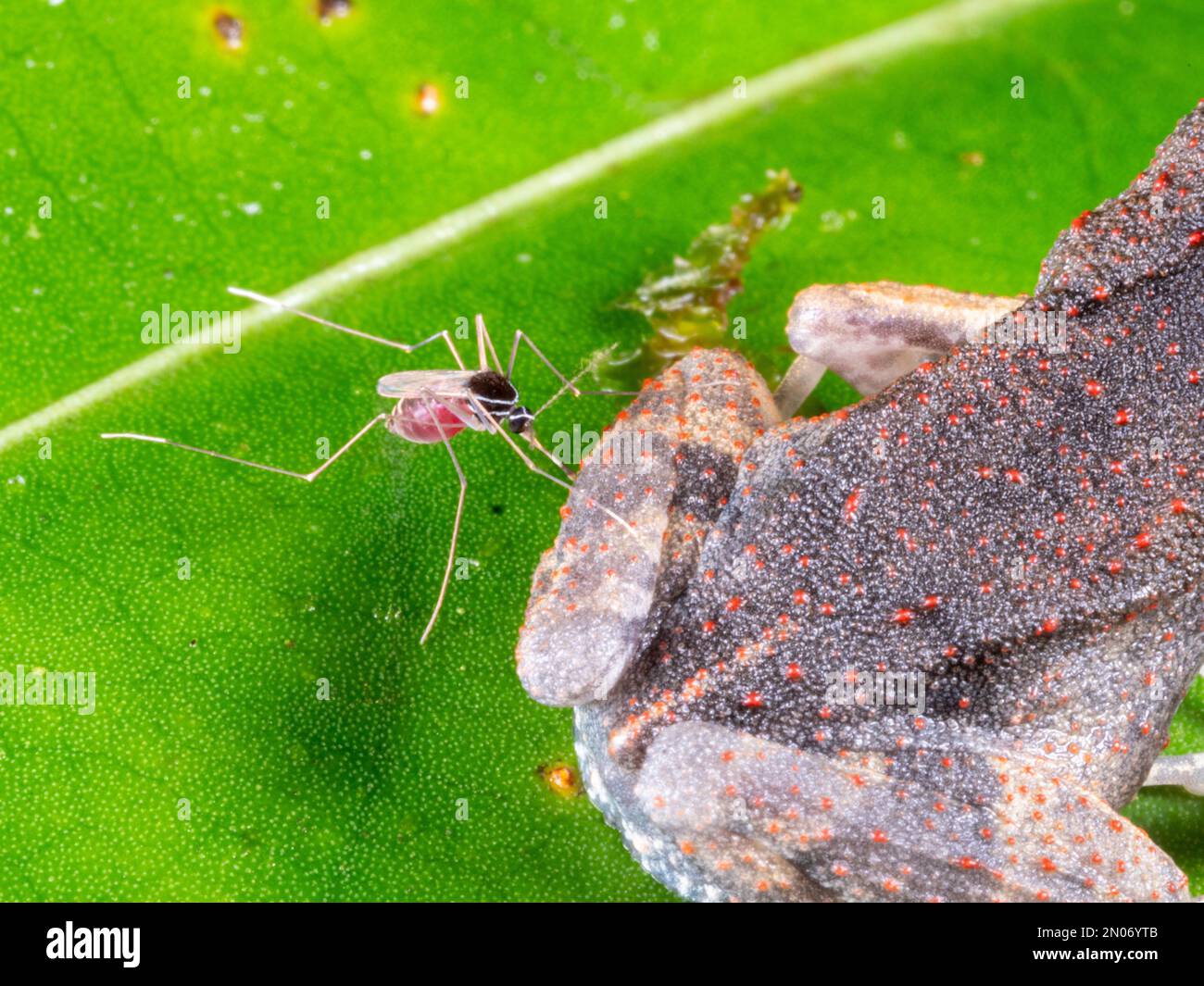 Peter's Dwarf Frog (Engystomops petersi), Orellana province, Ecuador ...