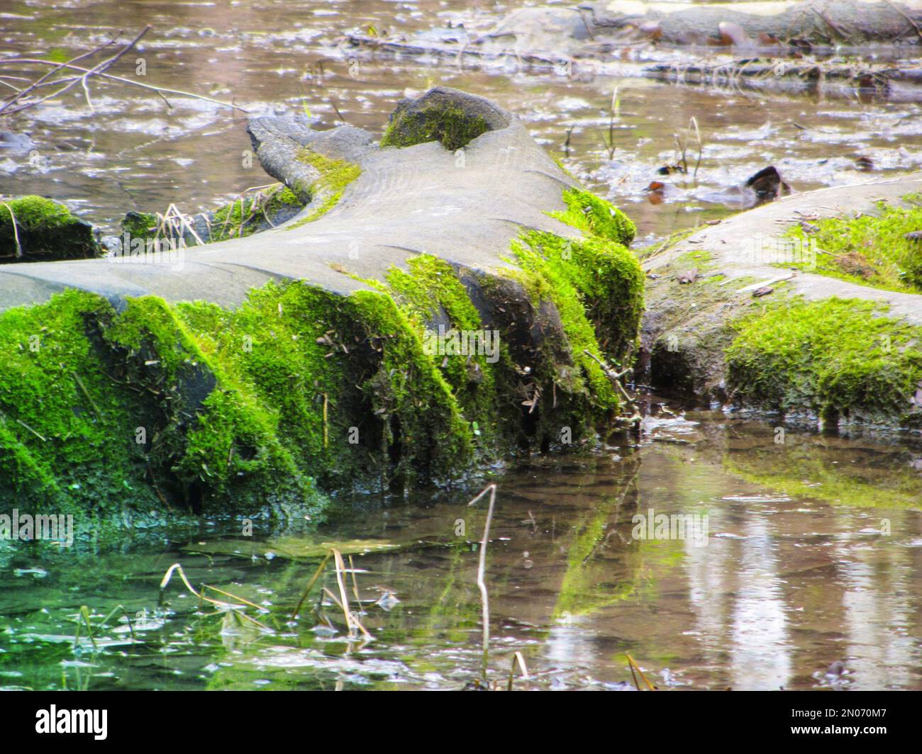 Trash in nature. Old truck tyre discarded in a forest covered in moss. Pollution and a bad ...