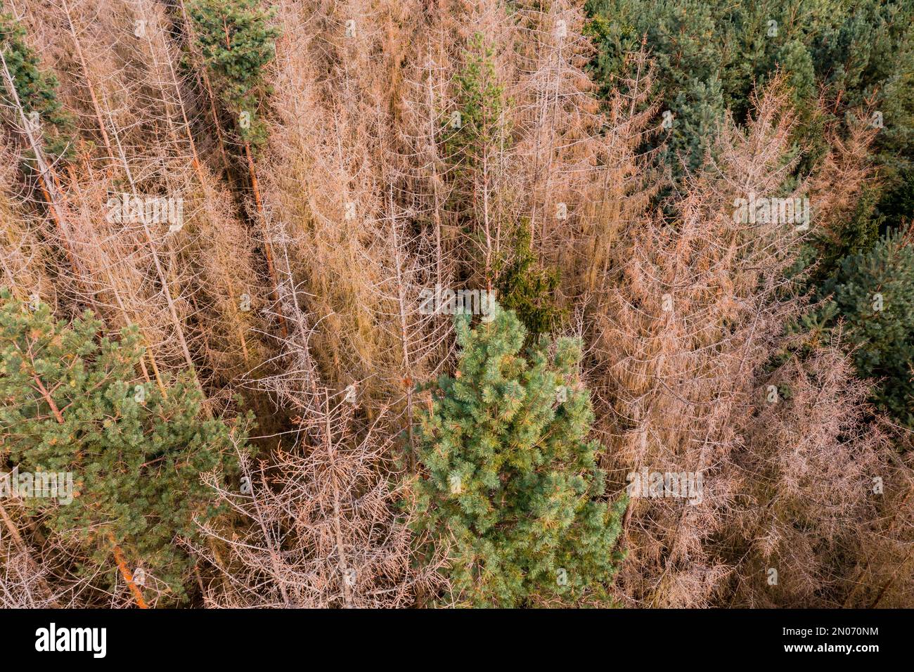 Aerial view of tree mortality due to drought, insects or disease with ...