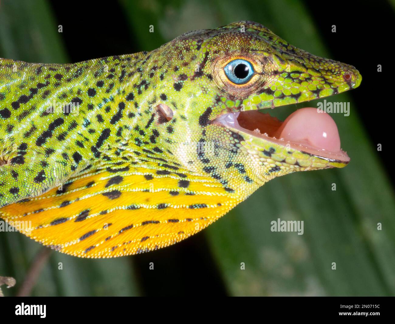 Banded tree anole (Anolis transversalis), close-up of head of a male ...