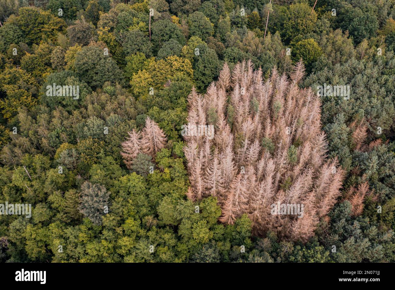 Forest dieback using the example of a group of diseased spruces in a ...