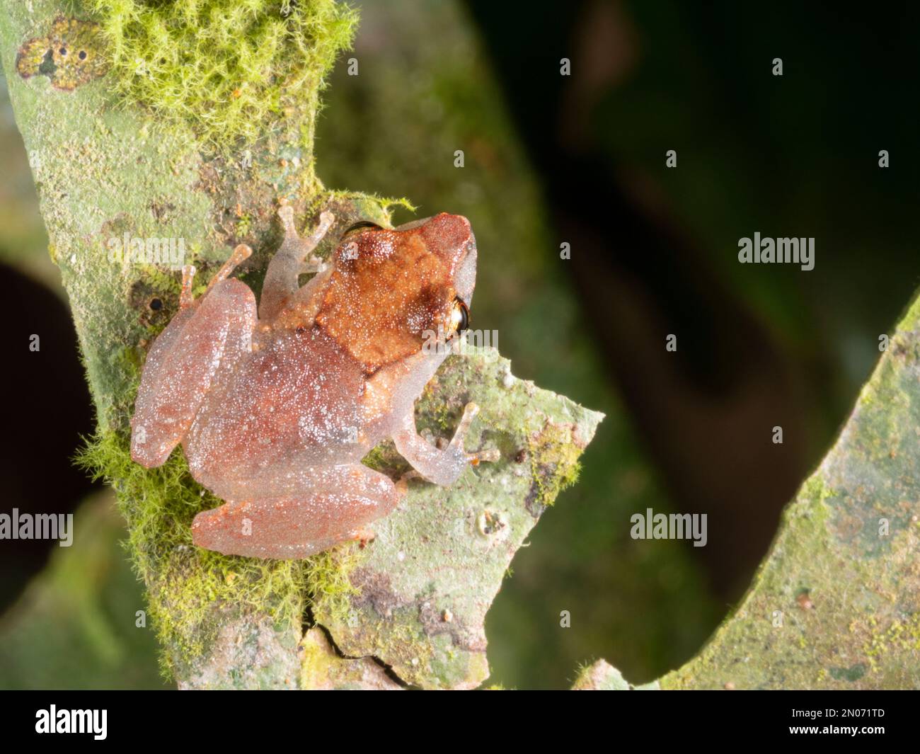 Kichwa Rain Frog (Pristimantis kichwarum), in the rainforest understory ...