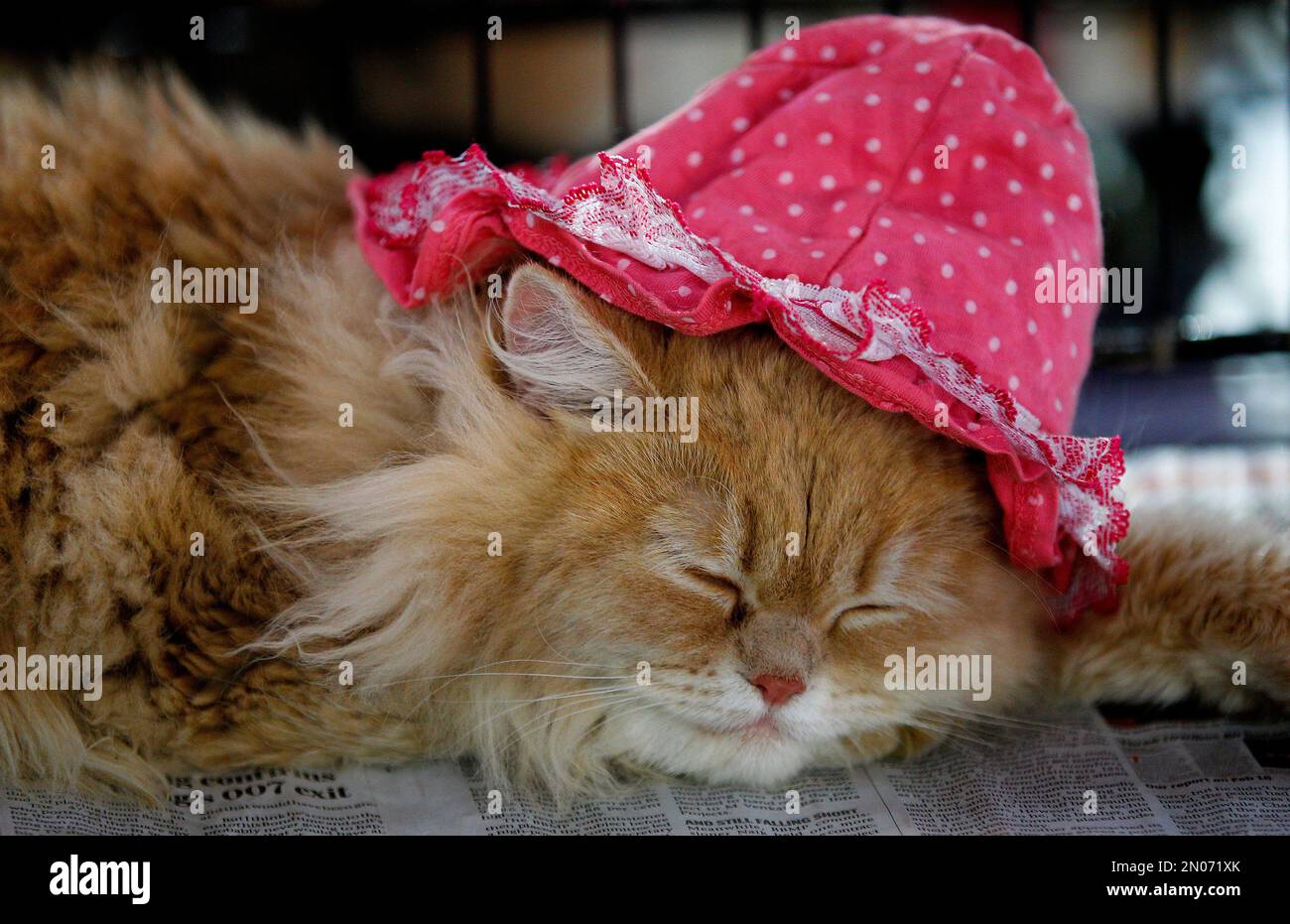 A persian cat naps inside a cage at the Bangalore Pet Show in Bangalore ...