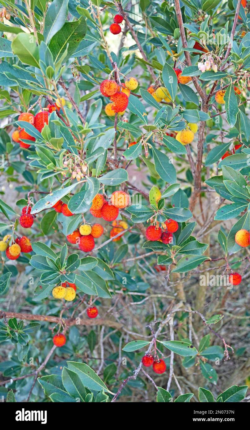 Shrub with strawberry trees on Tibidabo mountain, Barcelona, Catalunya ...