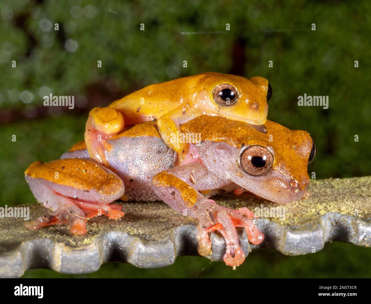 Pair of Reticulated Treefrogs (Dendropsophus reticulatus) in amplexus ...