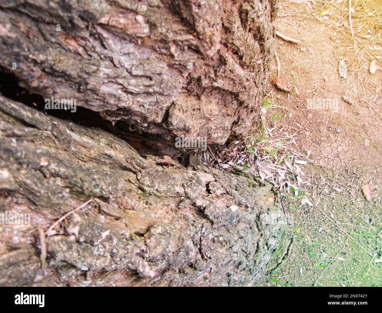 crack in the trunk of a tree, tree bark close up Stock Photo - Alamy