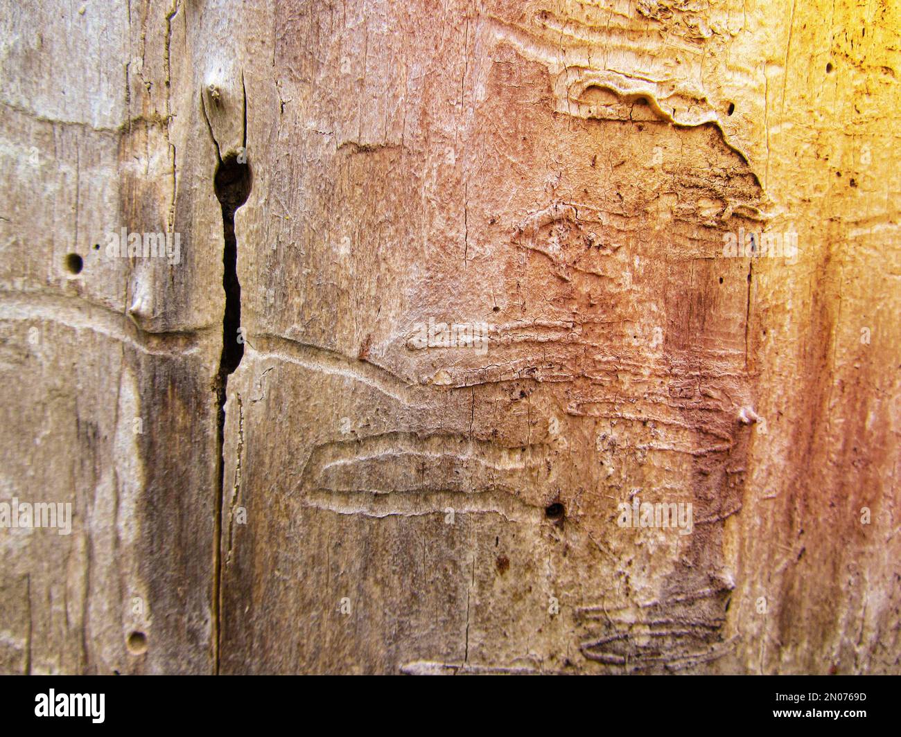 An old tree trunk without bark gnawed through by wood worms with worm traces, background Stock ...