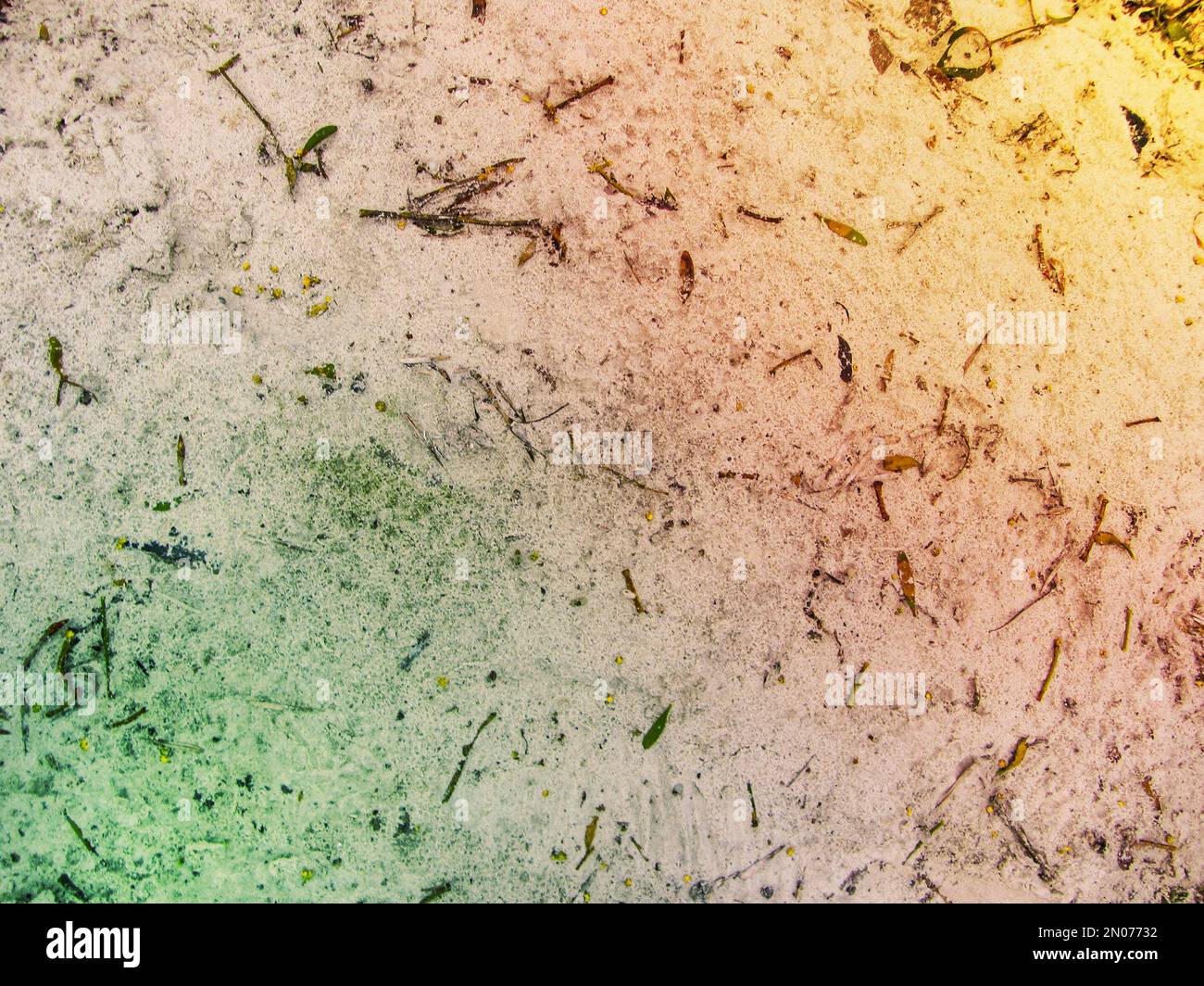 Sandy and rocky forest ground texture. Texture of the forest floor ...