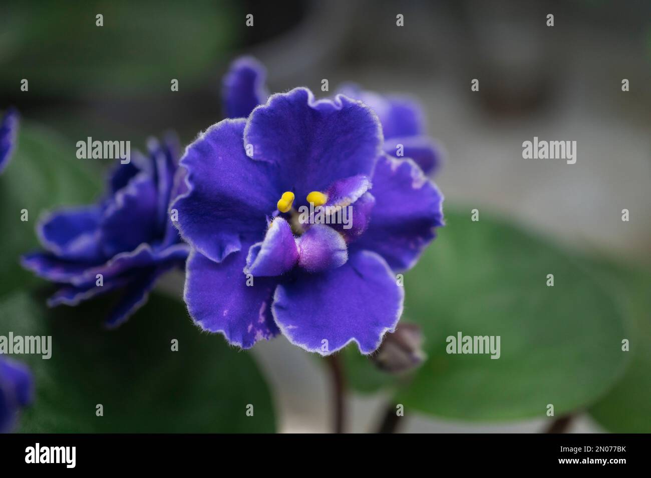 Purple african violet hi-res stock photography and images - Alamy