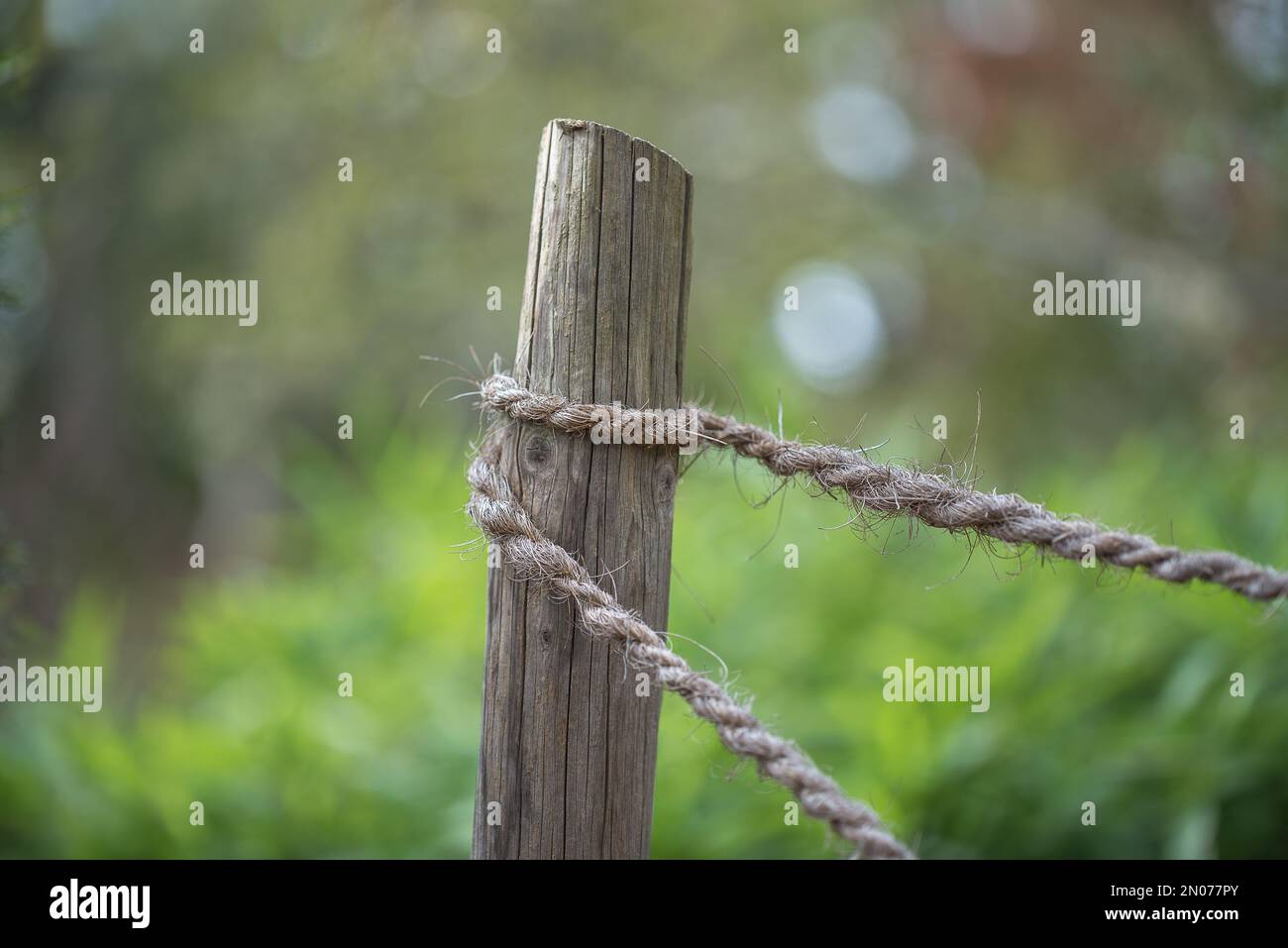 A shallow focus of a wooden peg in the garden with rope in the garden ...
