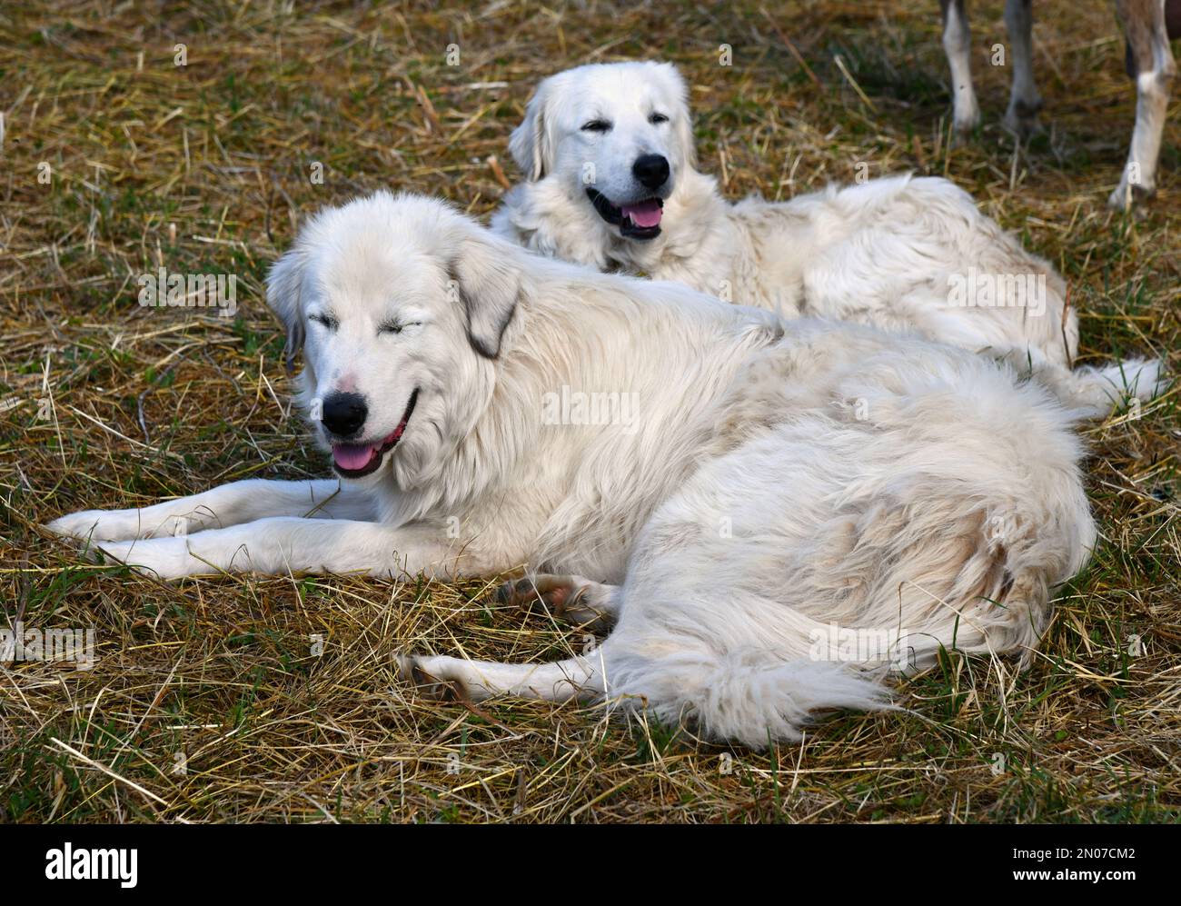 Livestock attitude hi-res stock photography and images - Alamy