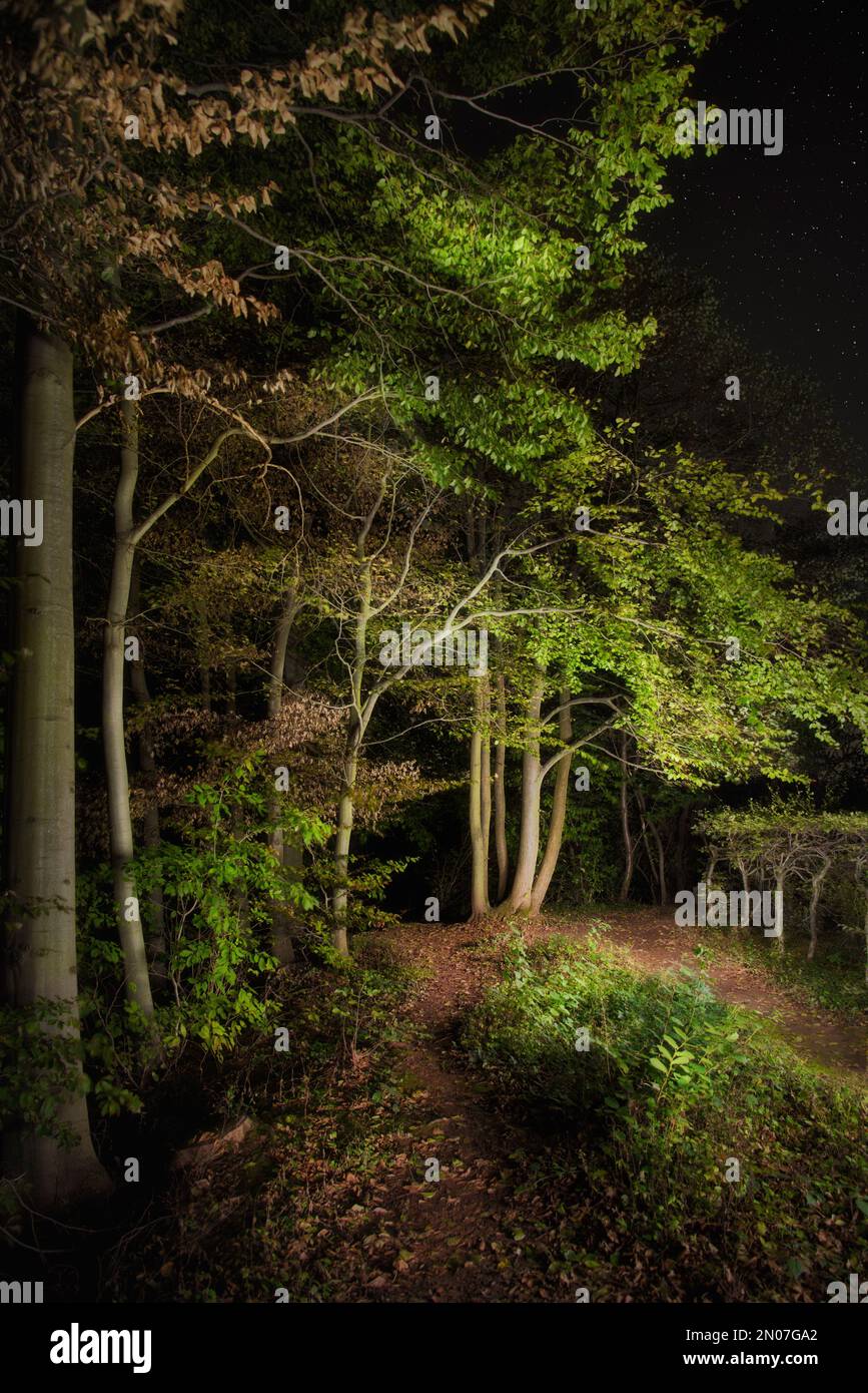 Night scene in forest hi-res stock photography and images - Alamy
