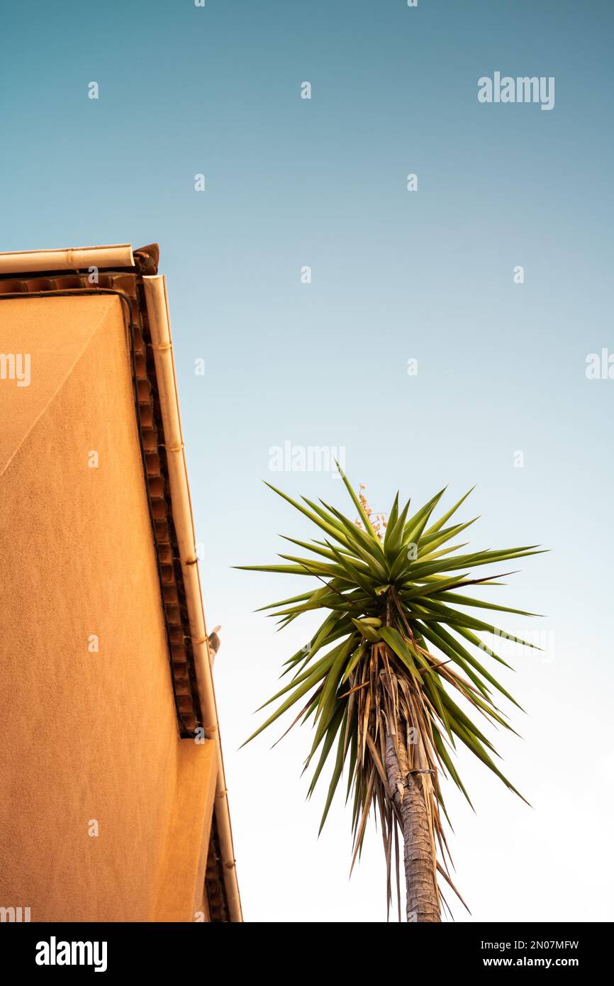 Artsy view of a small palm tree next to a building in front of ...