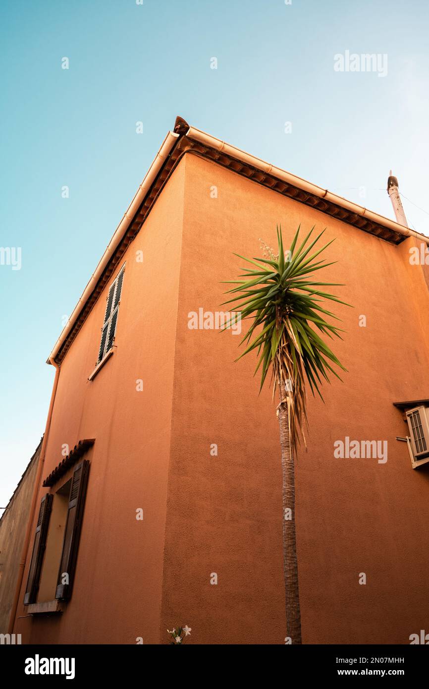Artsy view of a small palm tree next to a building in front of ...