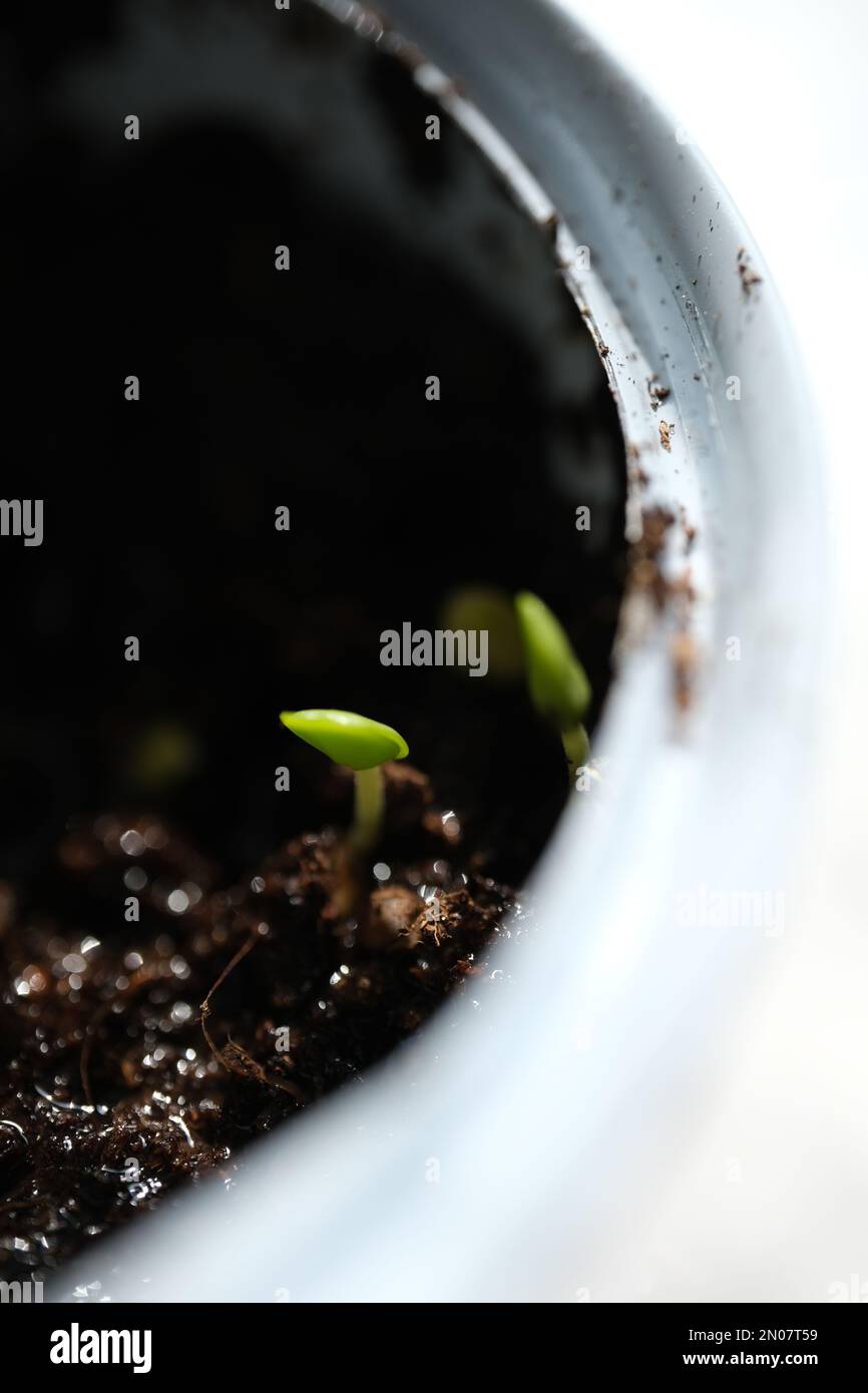 Mimosa sprouts growing Stock Photo - Alamy