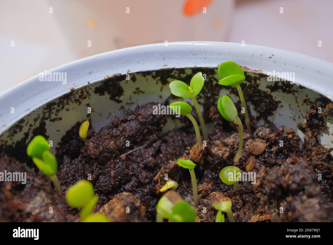 Mimosa sprouts growing Stock Photo - Alamy