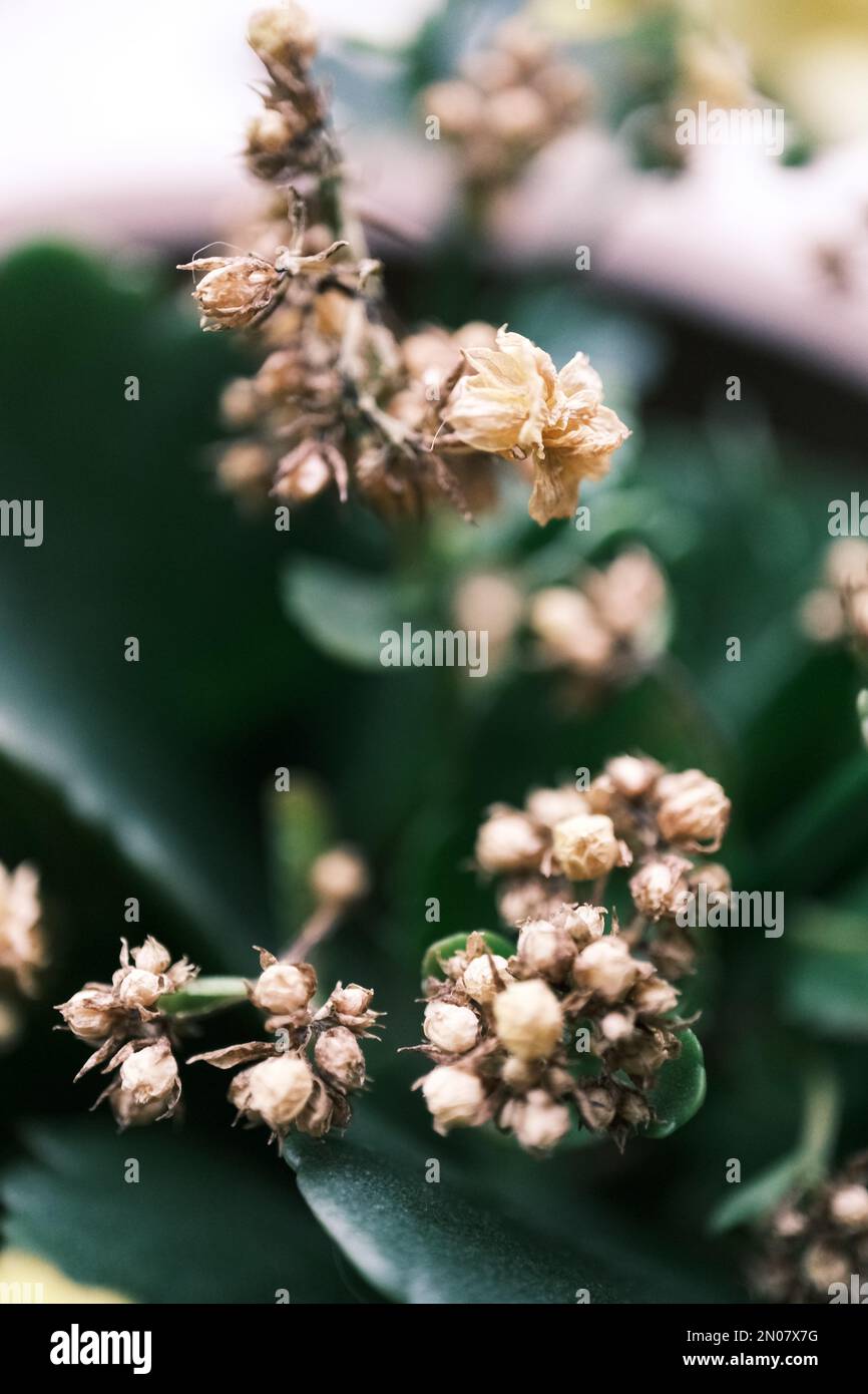 Withered flowers and green leaves Stock Photo - Alamy