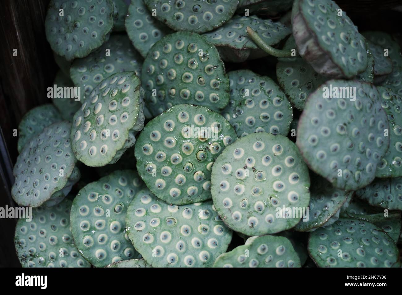 Lotus lotus pods hi-res stock photography and images - Alamy