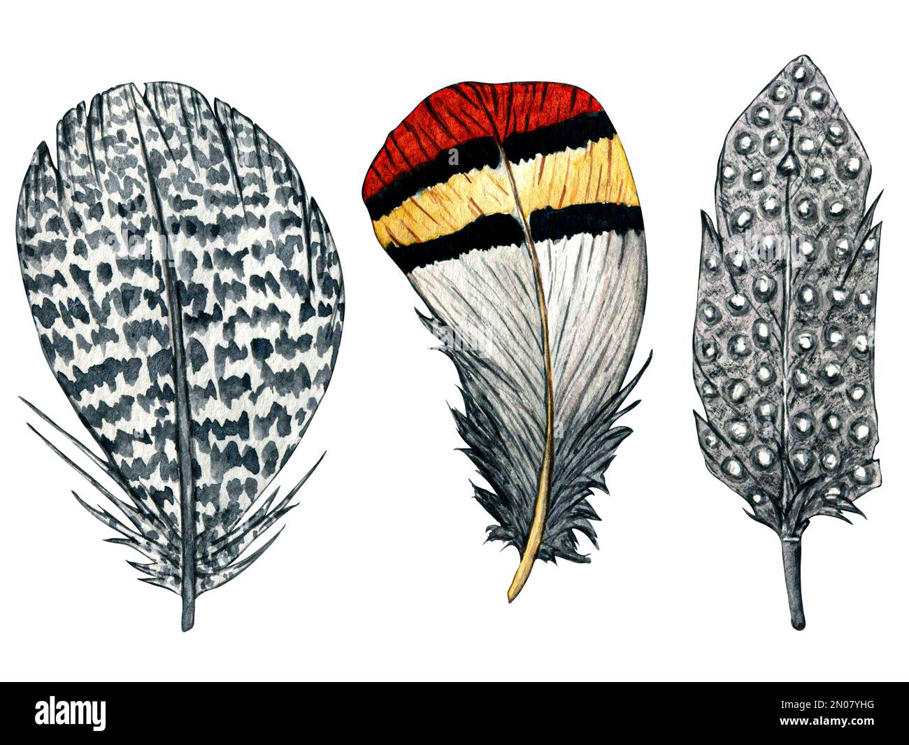 Hand drawn watercolor feathers isolated on white background. Woodland ...
