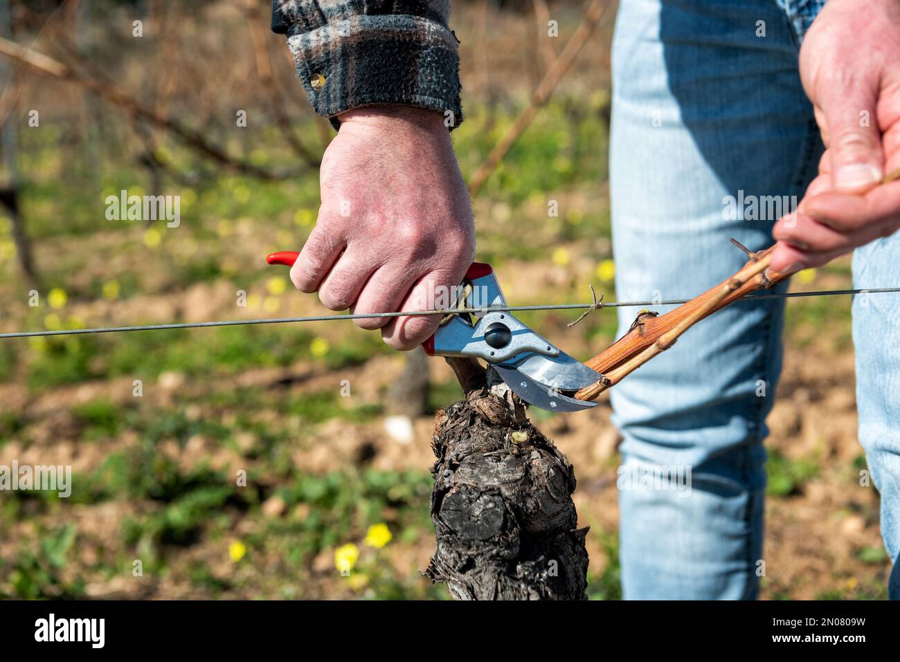 Winegrower pruning the vineyard with professional steel scissors ...