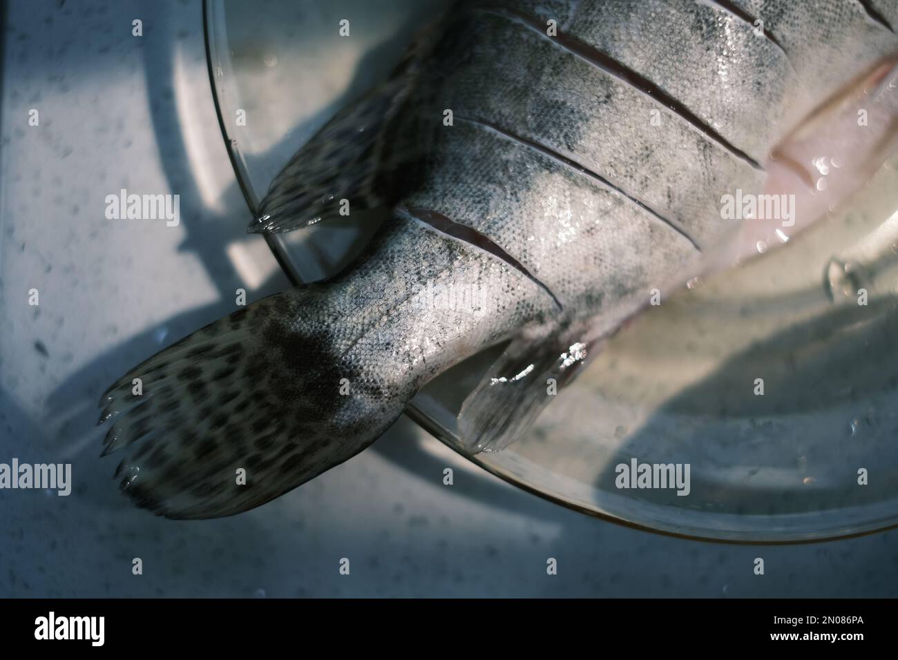 Open back fresh sea bass Stock Photo - Alamy