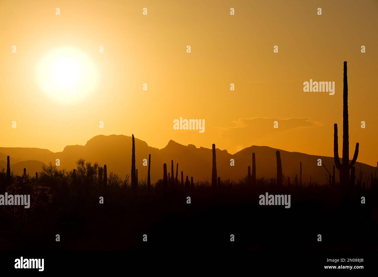 Famous saguaro cactus backlit by sunset in Saguaro National park ...