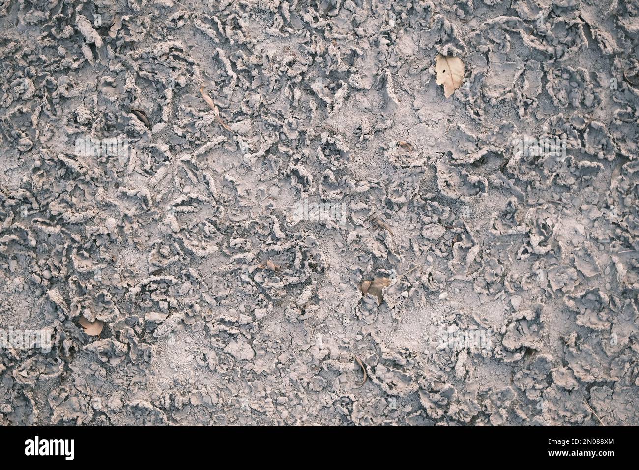 Dusty cracked ground Stock Photo - Alamy