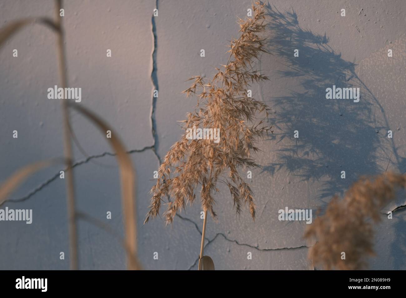 Golden sunset reed grass hi-res stock photography and images - Alamy
