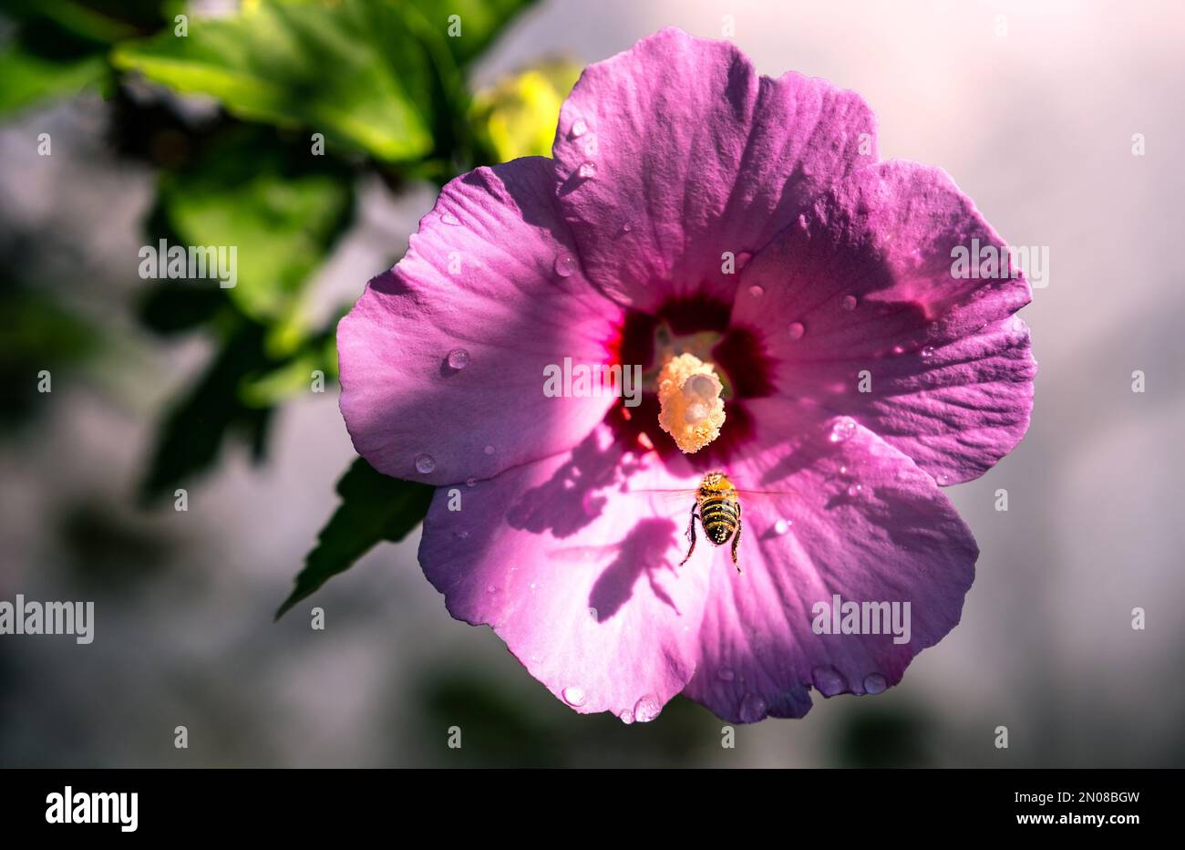 Hardworking bee collects nectar from a hibiscus flower in the summer ...