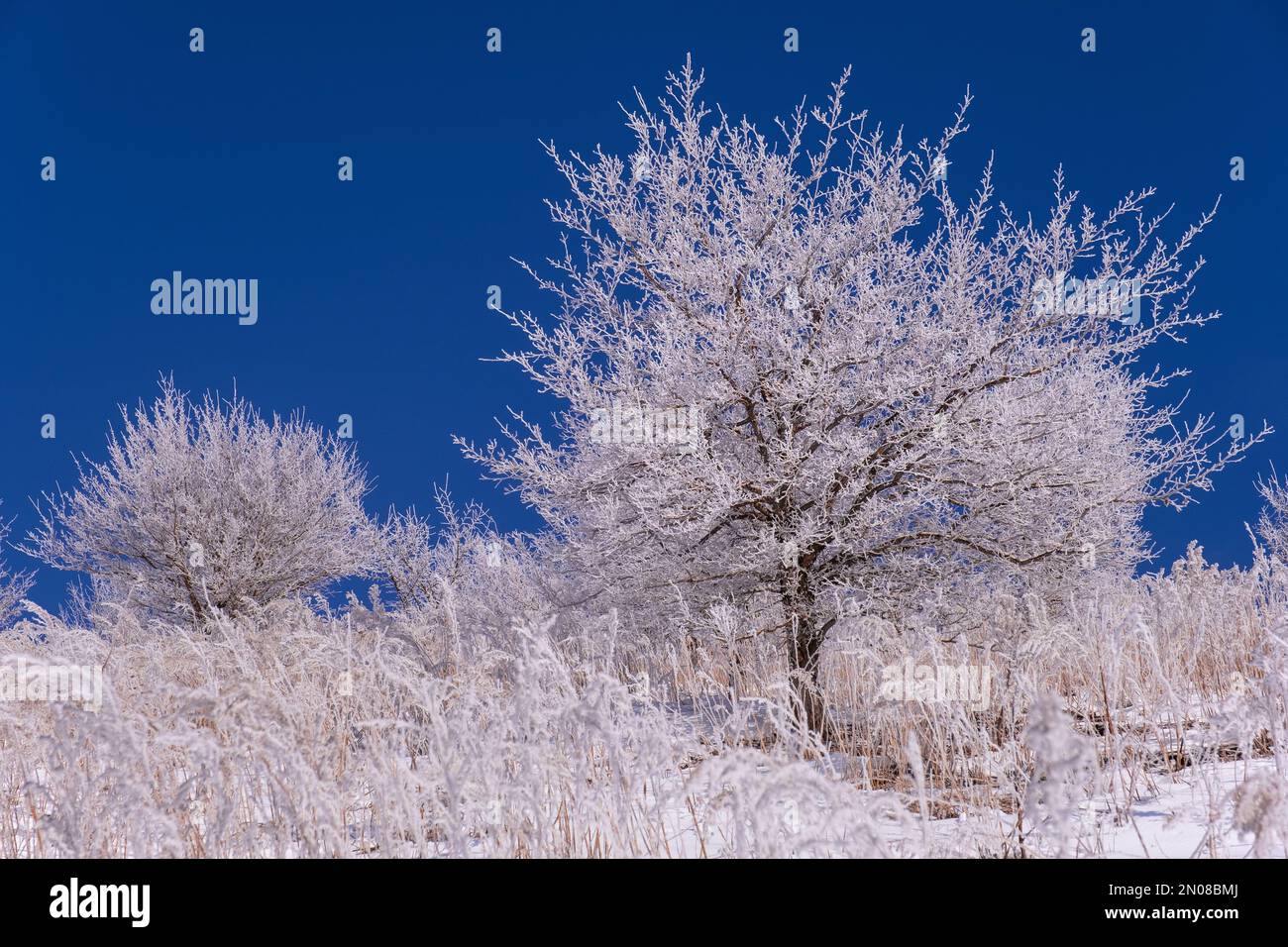 Amazing view of frosted trees and reeds on a frosty winter day Stock ...