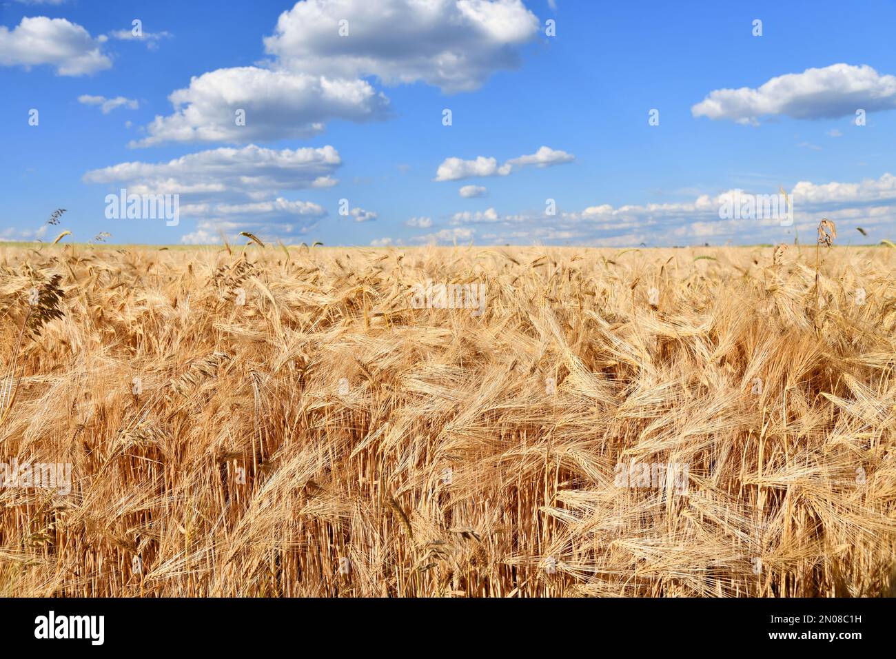 Animal fodder summer wheat hi-res stock photography and images - Alamy