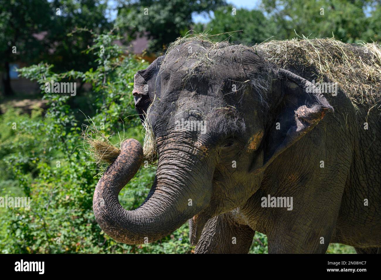 Portrait of an Asian elephant with a bundle of hay in its trunk and hay ...