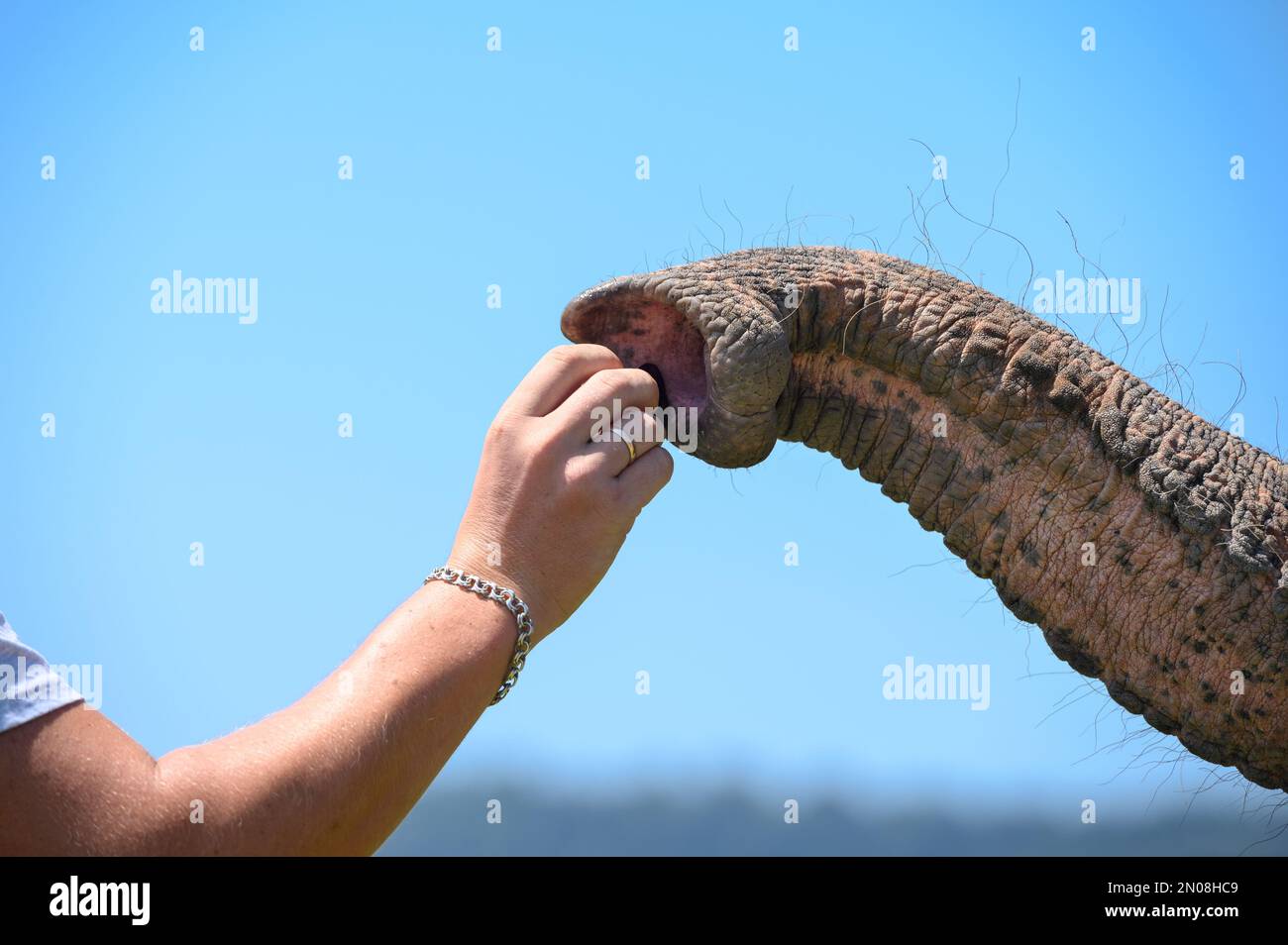 A man's hand puts a piece of food in the trunk of an Asian elephant ...