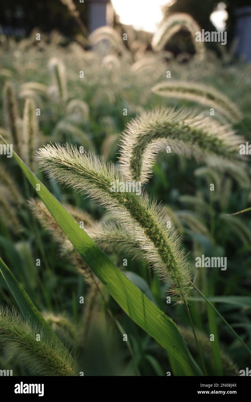 Wind sway the grass hi-res stock photography and images - Alamy