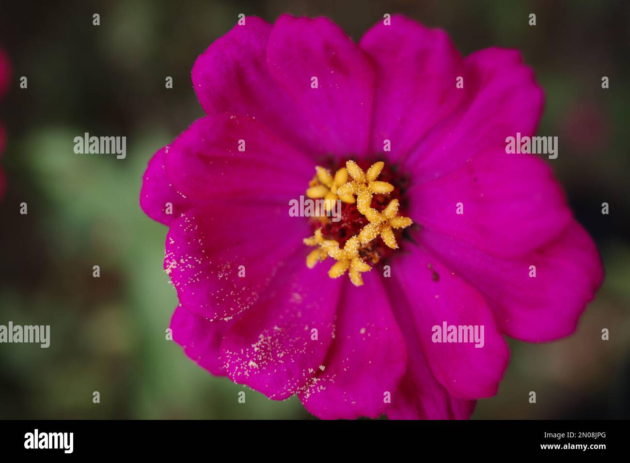 Pink flowers with yellow stamens Stock Photo - Alamy