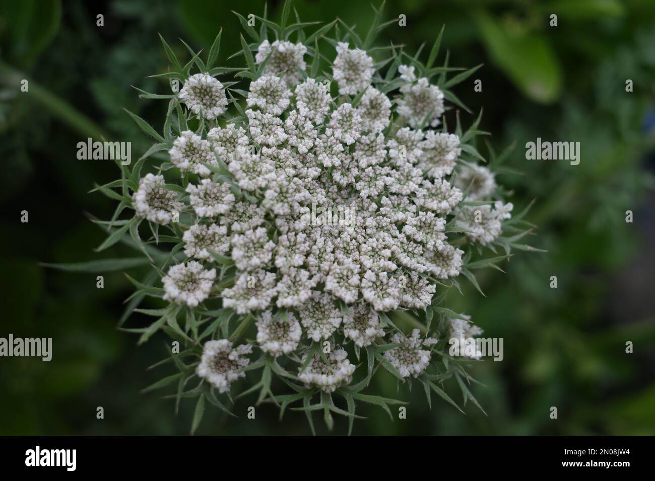 Fresh wildflowers hi-res stock photography and images - Alamy