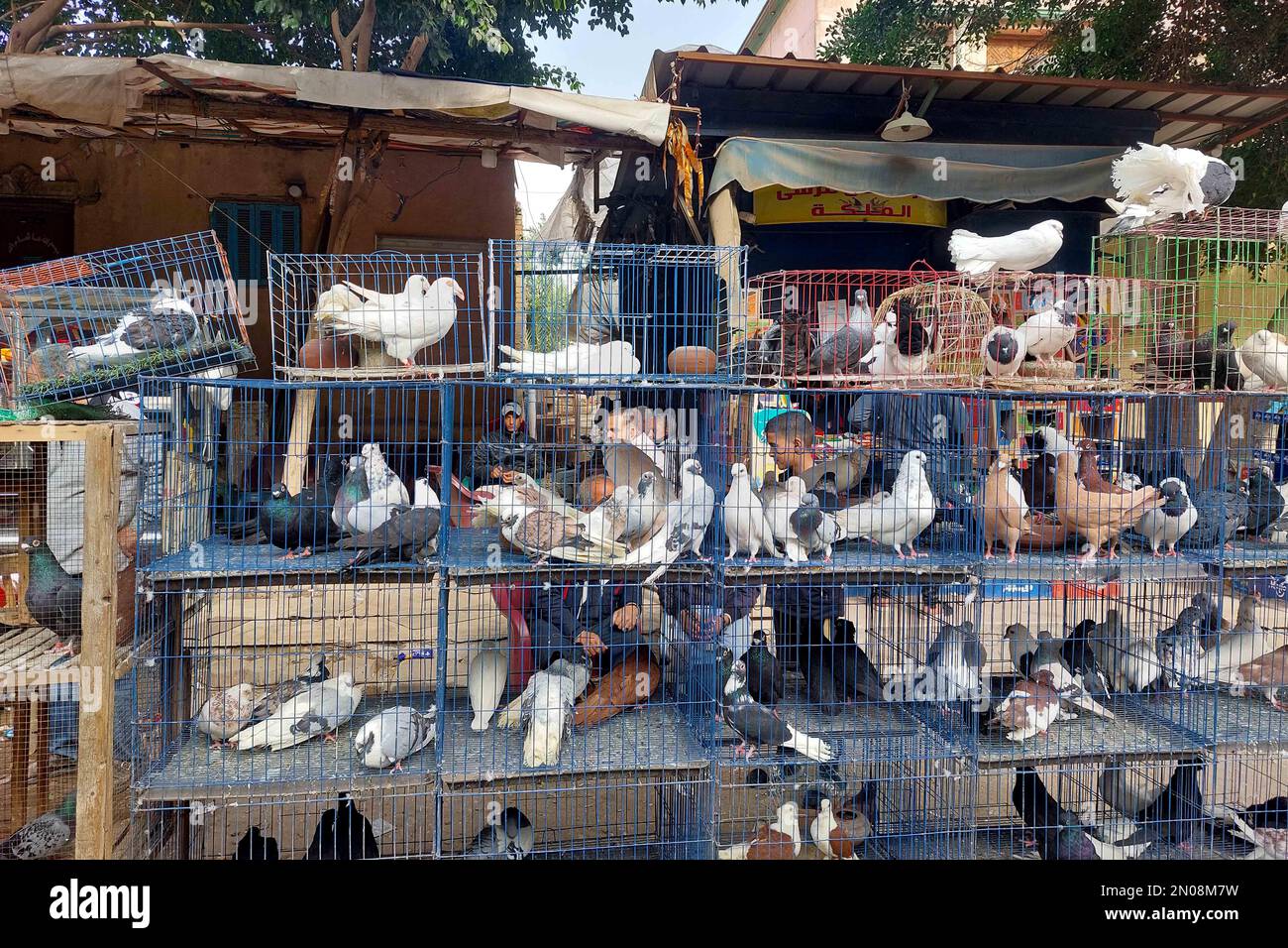 Cairo. 27th Jan, 2023. This Photo taken on Jan. 27, 2023 shows pigeons ...