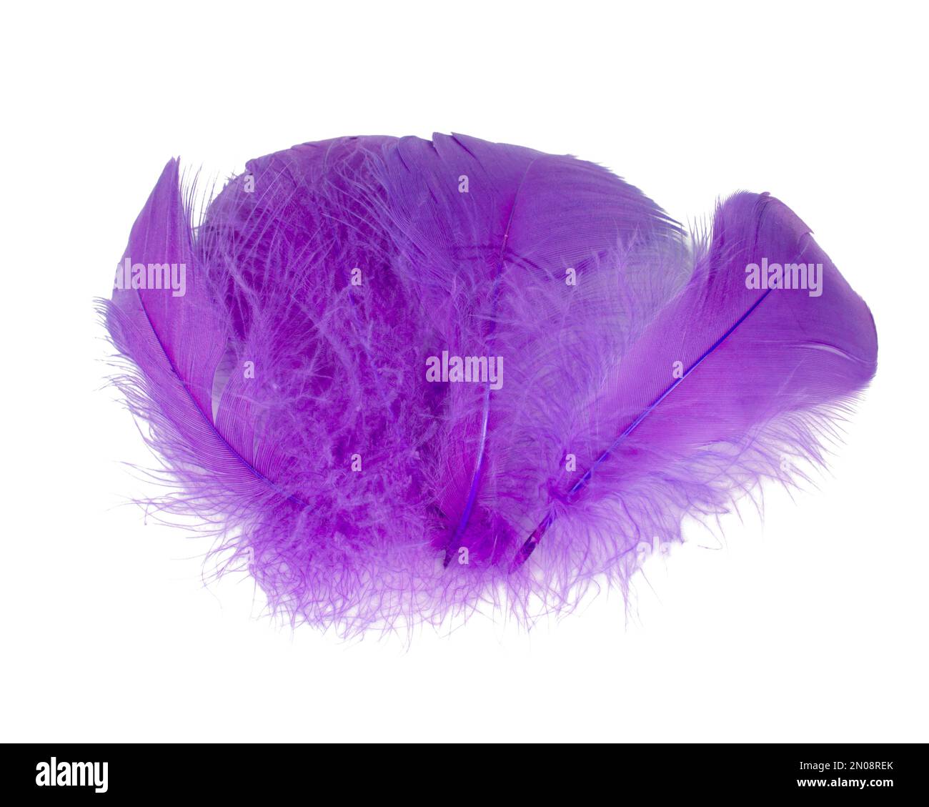 Elegant violet fluffy feather isolated on the white background Stock ...